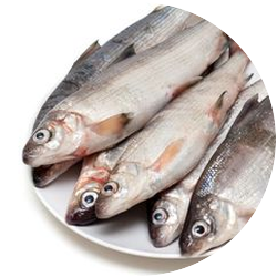 Eviscerated Fish And Fillets - Fullfish